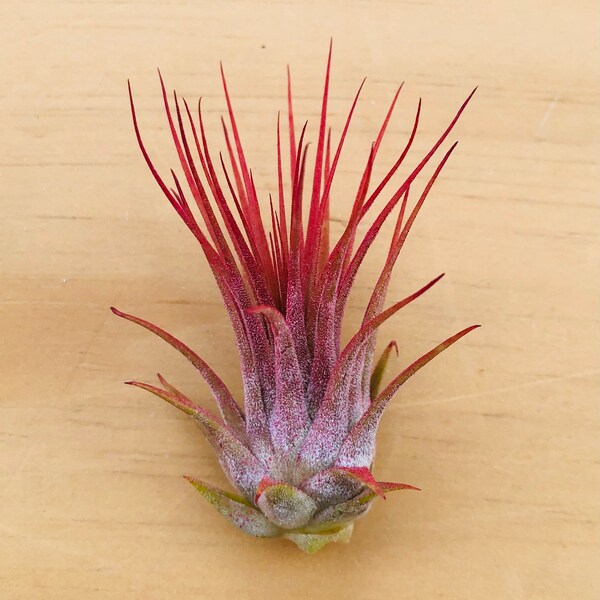 Color Enhanced Air Plants - Etsy