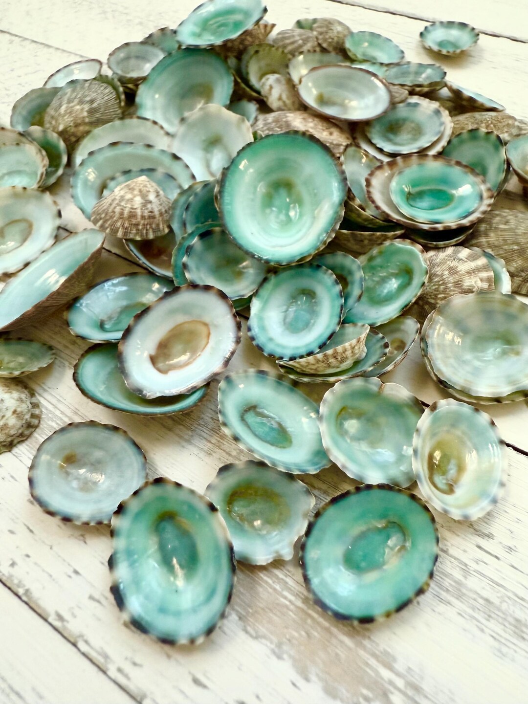 Green Limpet Shells - Etsy