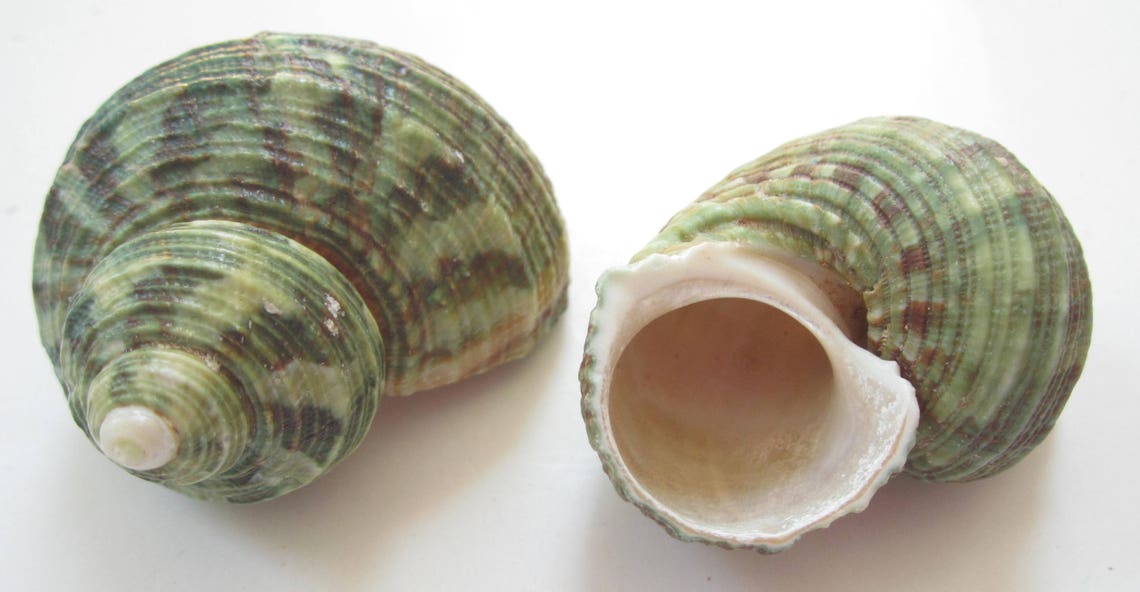 Green Turbo Shells-turbo Stenogyrus Shells-shells for | Etsy