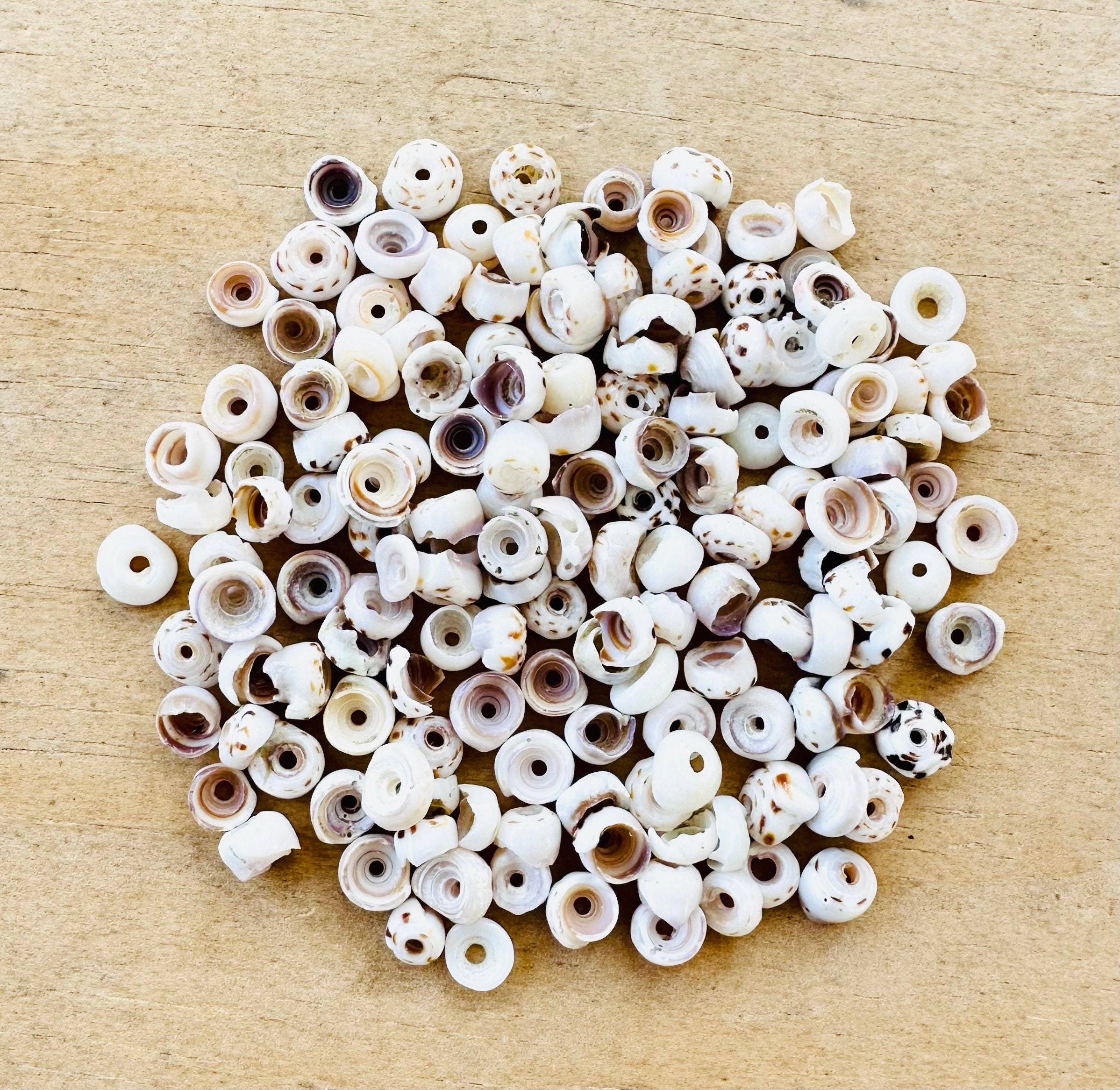 Authentic Hawaiian Tiger Puka Shells: Jewelry Supplies (4mm-6mm) - Etsy