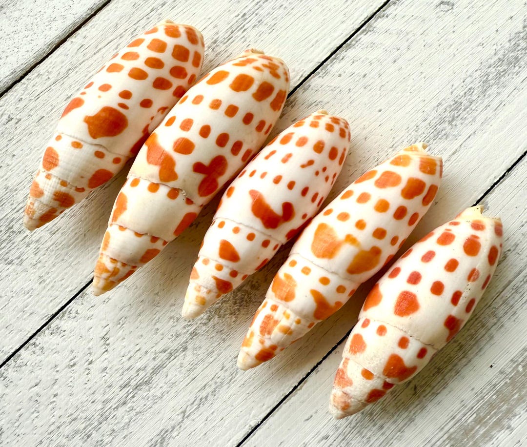 Mitra Episcopalis Shells, Bulk Orange Seashells, Beach Wedding Decor - Etsy