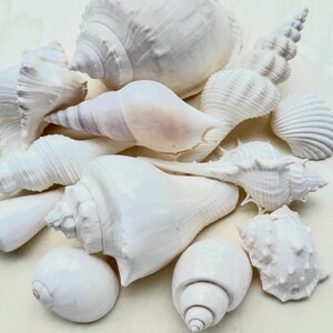 White Sea Shell Mix Beach Wedding Decor Sea Shells Bulk Bag of Shells ...