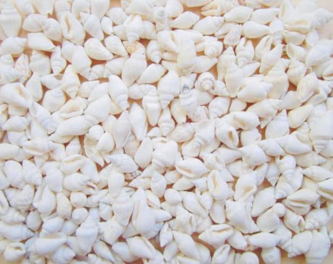 Mixed Nassa Shells-white/tan Small Shells-beach Home Decor-crafting ...