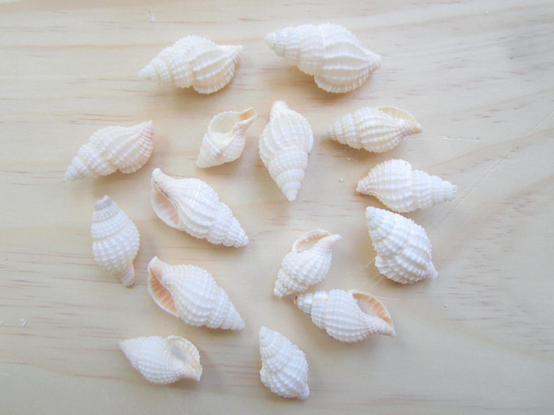 Tan Marginallas-white Sea Shells-craft Seashells-small - Etsy