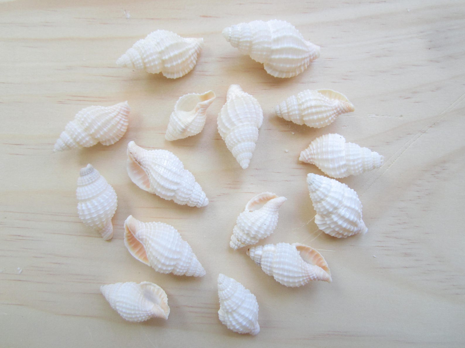 Tan Marginallas-white Sea Shells-craft Seashells-small - Etsy