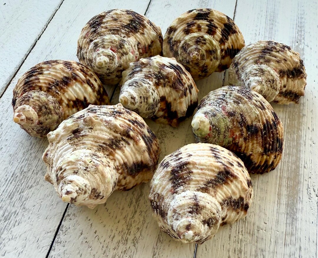 Raw Green Turbo Shells-turbo Stenogyrus Shells-shells for Crafting ...