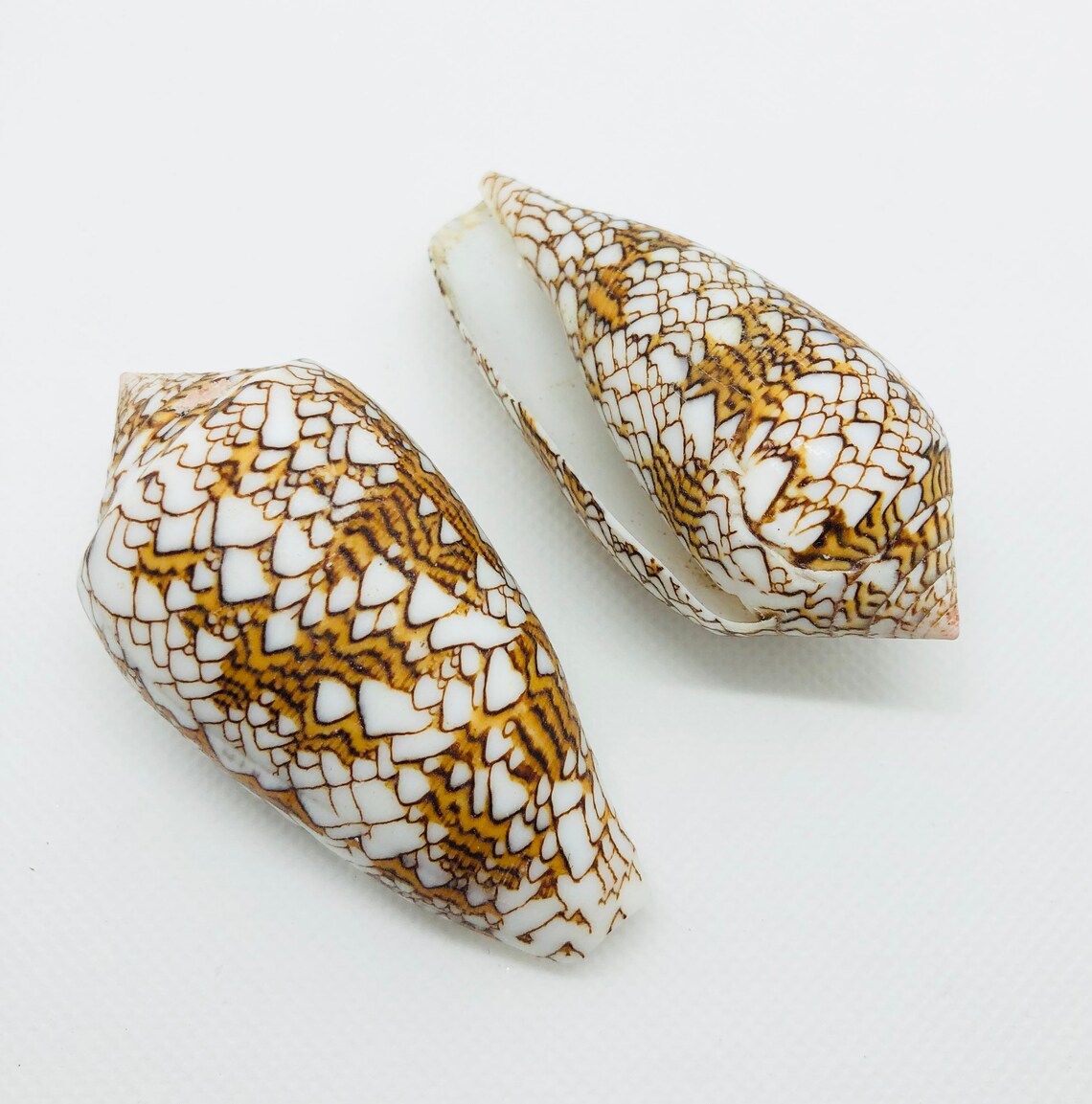 Textile Cone Shell-2.5-3cloth of Gold Cone Shell-beach - Etsy