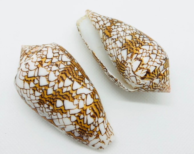 Paper Nautilus Brown-argonauta Nodosa-rare Shells-octopus-octopus Shell ...