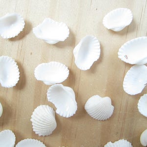 White Cup Shells With Minor Defects-100 Pc-damaged White Cup Shels ...
