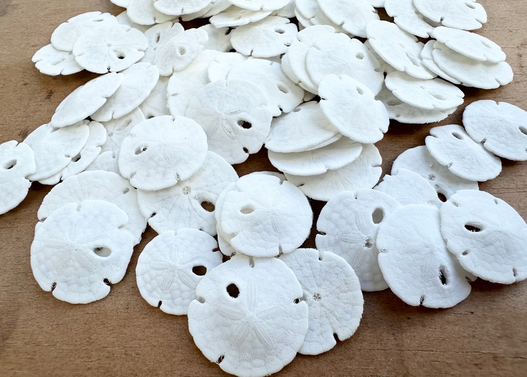 Mini Sand Dollars Bulk (0.5-0.75") - Beach Wedding Decor & Craft Supply ...