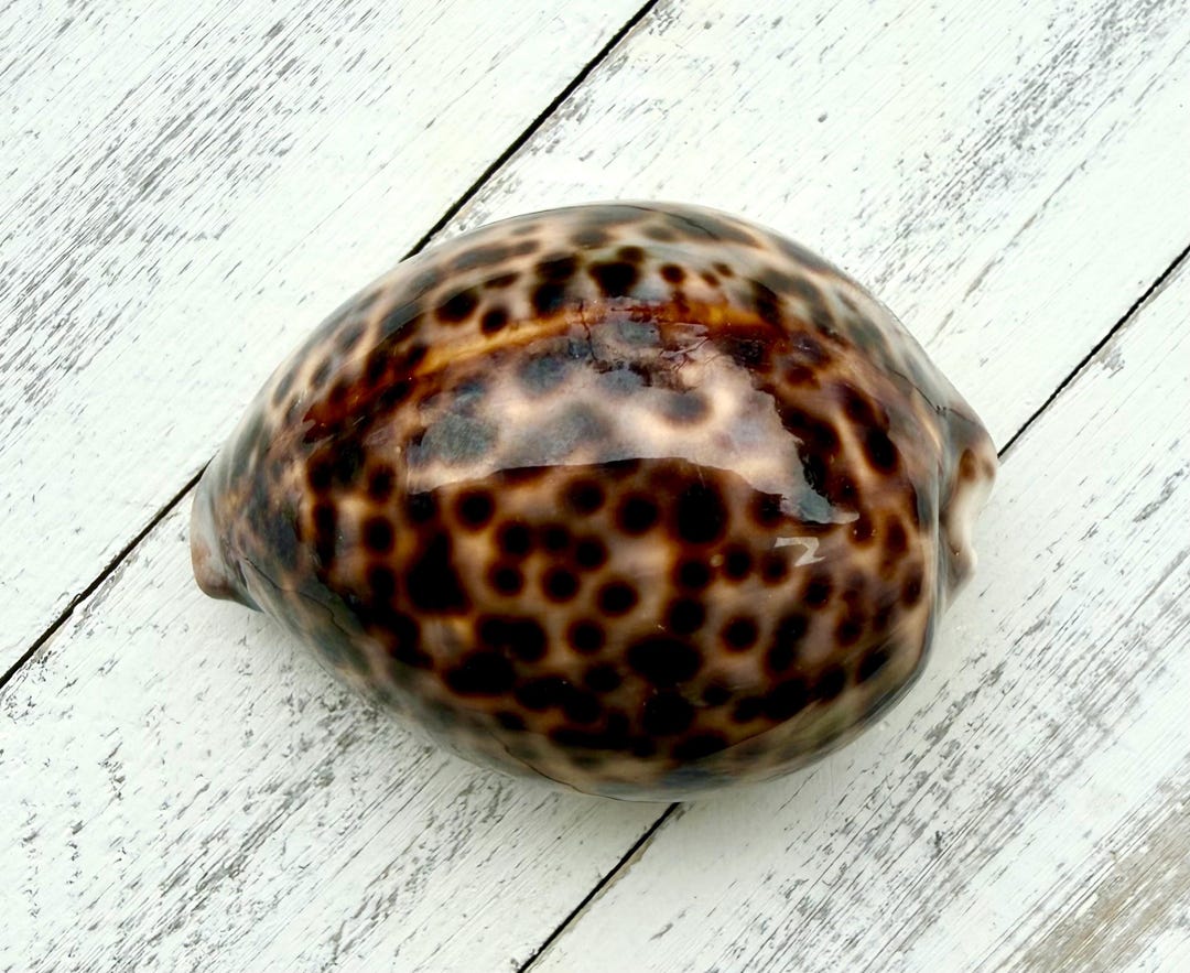 Tiger Cowry-2-3”-cowry Sea Shells-beach Wedding Decor-beach Home Decor ...