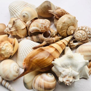 Asst Sea Shell Mix-1/2 Pound-beach Wedding Decor-sea Shells Bulk-bag of ...