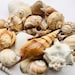 Asst Sea Shell Mix-1/2 Pound-beach Wedding Decor-sea Shells Bulk-bag of ...