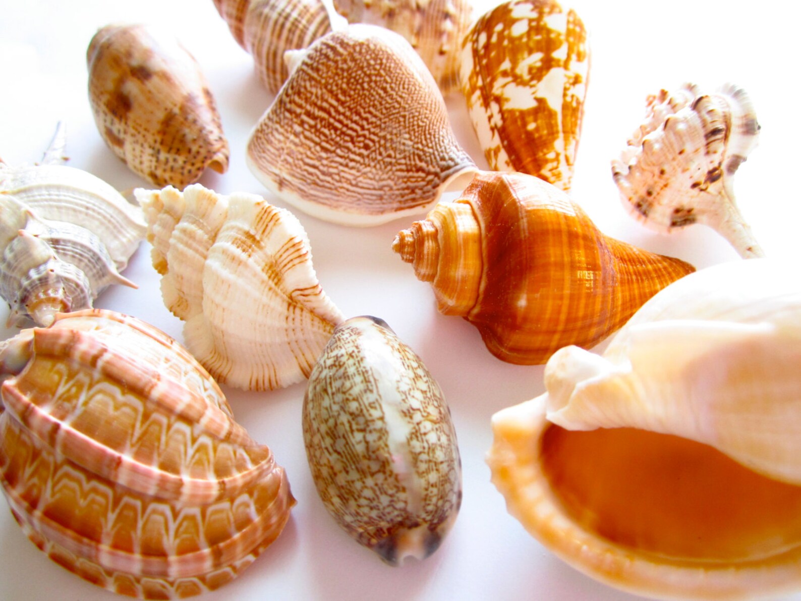 Sea Shell Mix-sea Shells Bulk-craft Sea Shells-beach Wedding - Etsy