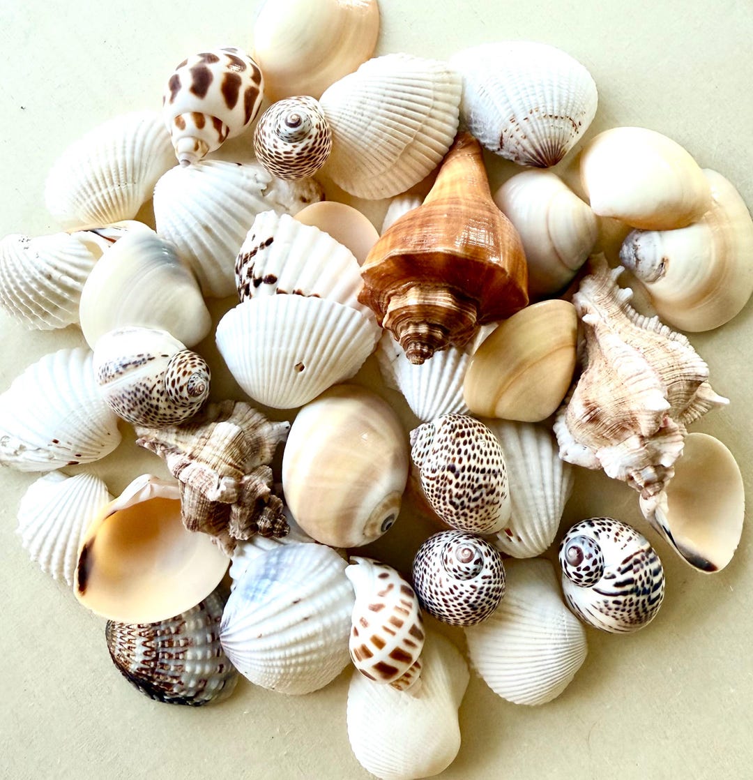 Sea Shell Mix Assorted Sea Shells Beach Wedding Decor-sea Shells Bulk ...