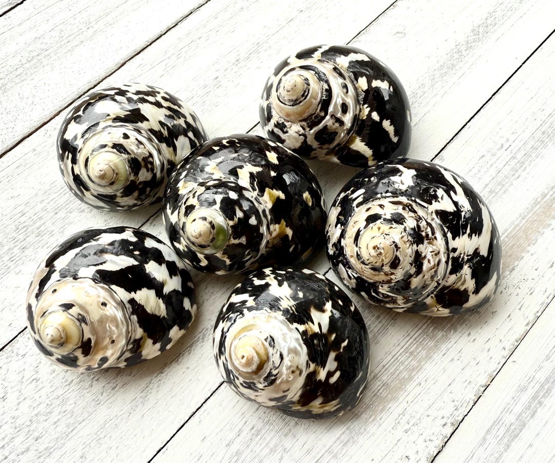 Turbo Shell-magpie Shell-1.5-2"-shell for Hermit Crabs-black and White Turbo Shell-germit Crab ...