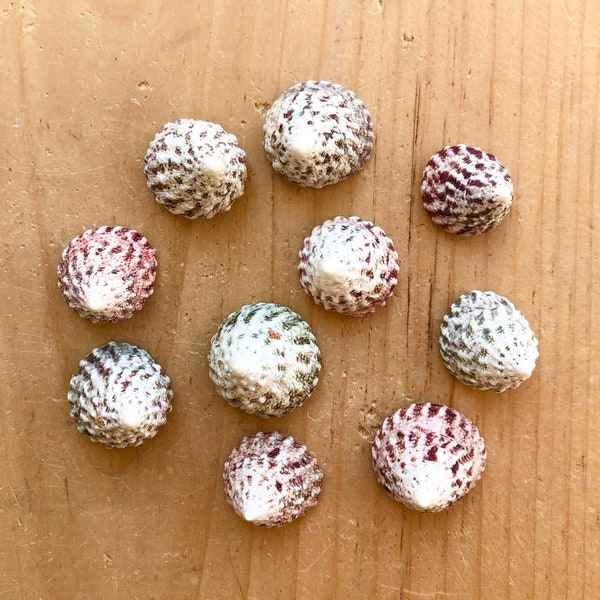 Trochus Shell - Etsy