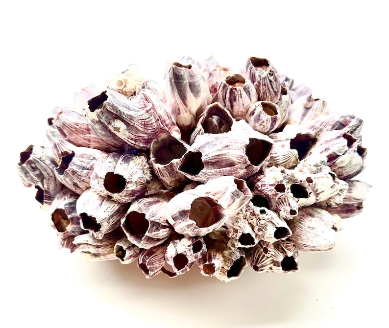 Purple Barnacle Cluster (10"): Air Plant Planter, Aquarium Decor - Etsy