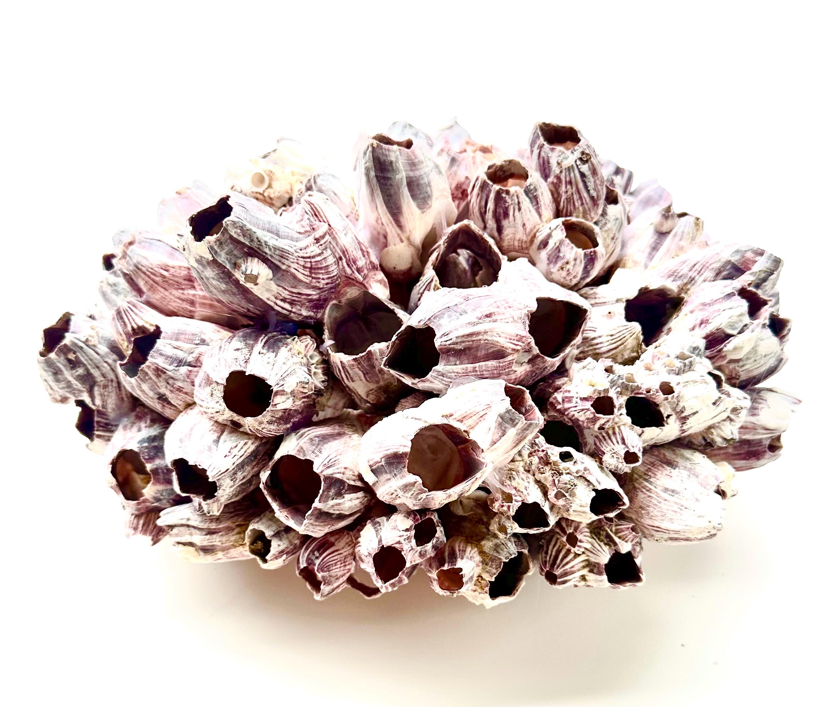 Purple Barnacle Cluster (10"): Air Plant Planter, Aquarium Decor - Etsy