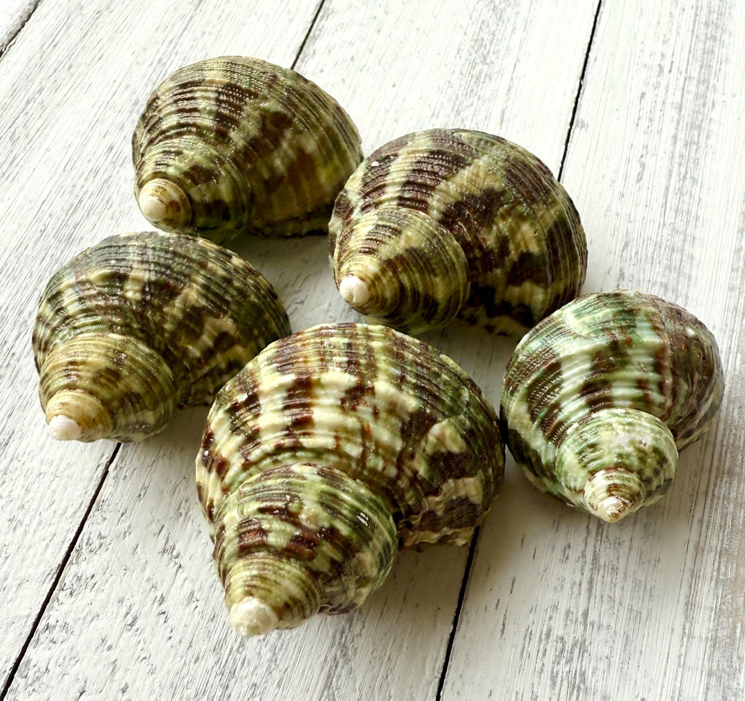 Green Turbo Shells-turbo Stenogyrus Shells-shells for Crafting-beach ...