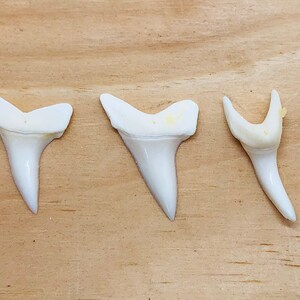 Shark Tooth-0.75-1"-1 Piece-genuine Shark Teeth-real Shark Teeth-crafts ...
