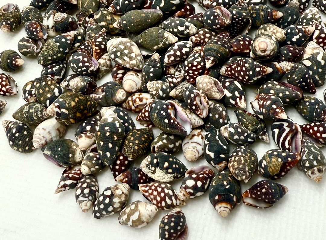 Nassa Columbella Shells-small Shells-beach Home Decor-crafting Shells ...