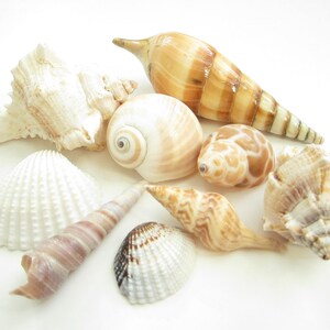 Asst Sea Shell Mix-1/2 Pound-beach Wedding Decor-sea Shells Bulk-bag of ...