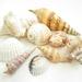 Asst Sea Shell Mix-1/2 Pound-beach Wedding Decor-sea Shells Bulk-bag of ...