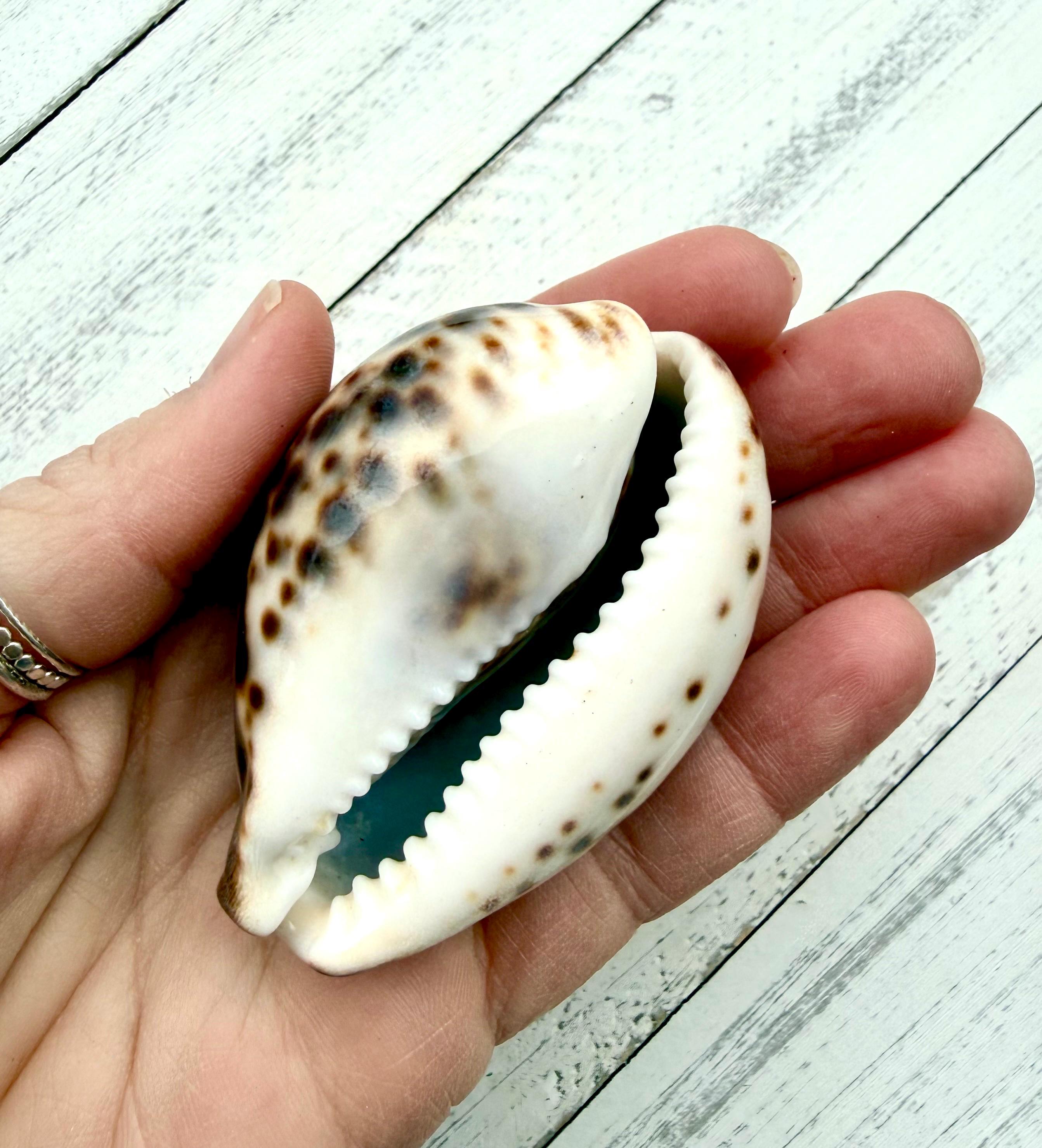 Tiger Cowry-2-3”-cowry Sea Shells-beach Wedding Decor-beach Home Decor ...