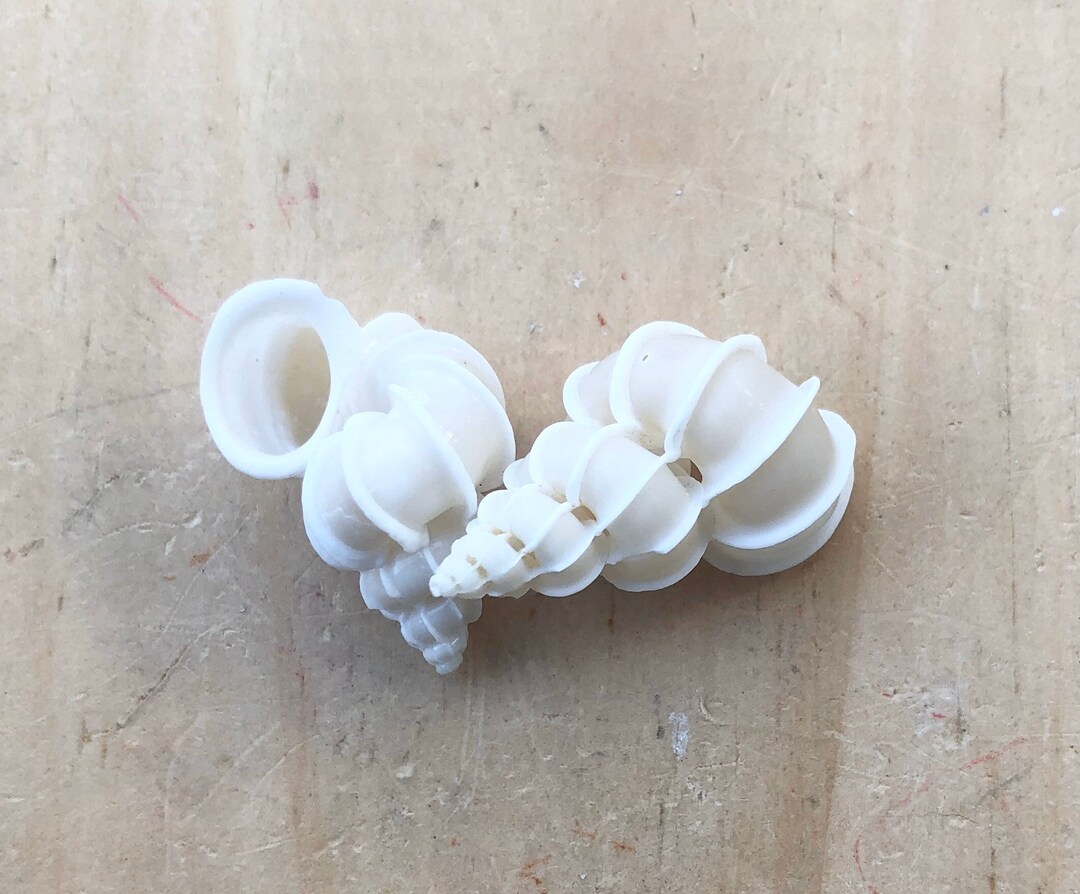 The Precious Wentletrap-epitonium Scalare-collector Seashell-tiny Shell ...