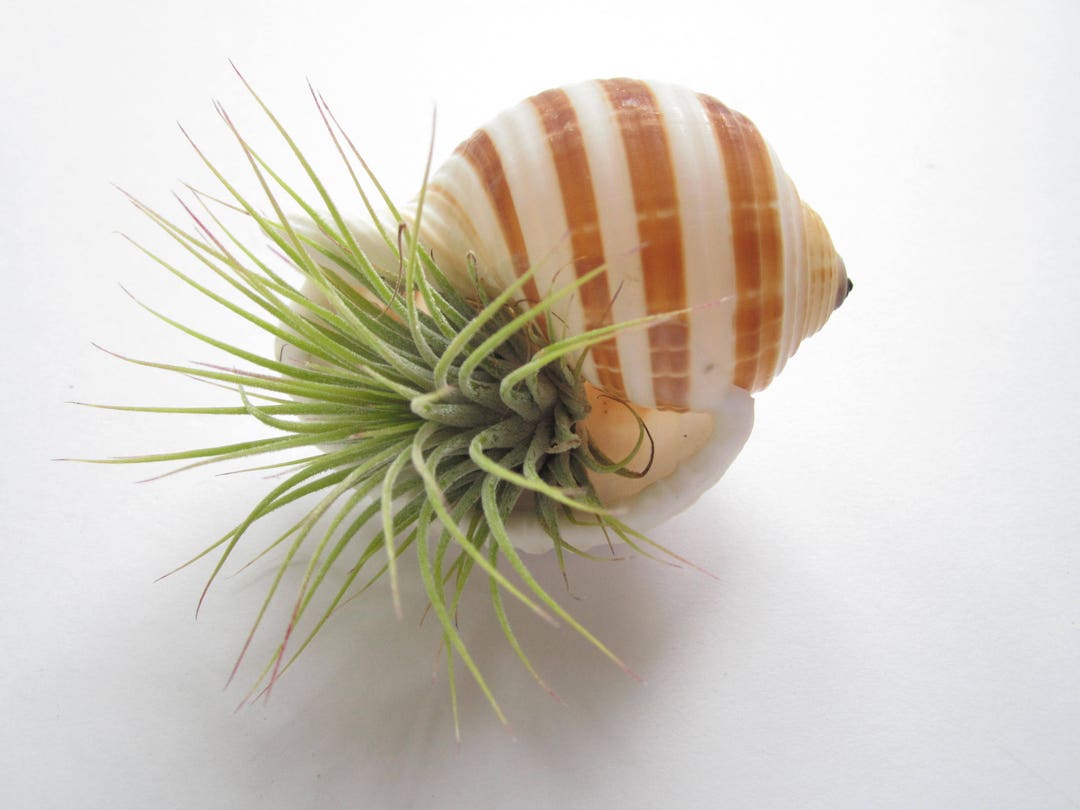 Air Plant Sea Shell Terrarium-housewarming Gift-air Plant - Etsy