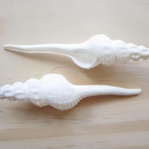 White Sea Shell Mix Beach Wedding Decor Sea Shells Bulk Bag of - Etsy