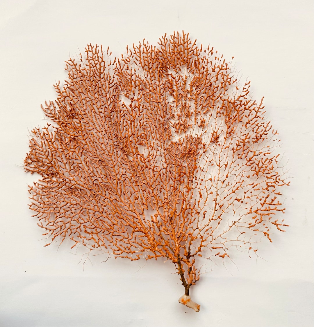 Sea Fan-real Sea Fan-beach Wedding Decor-sea Fan Supplies-sea Life ...