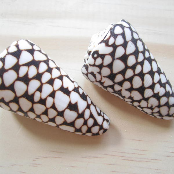 Rare Sea Shells - Etsy