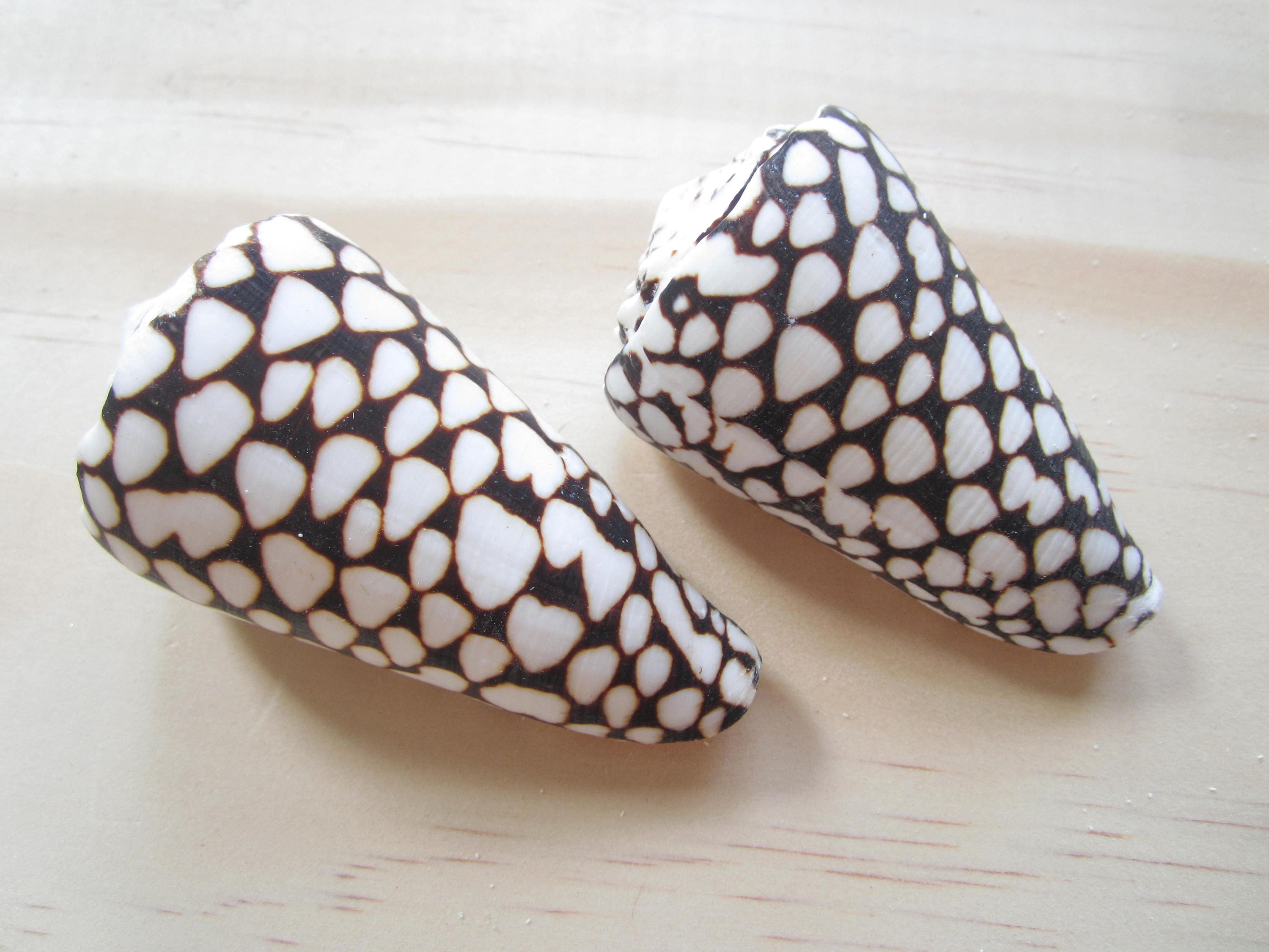 Marble Cone Shell-conus Marmoreus-sea Shells for - Etsy
