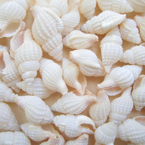 Tan Marginallas-white Sea Shells-craft Seashells-small - Etsy
