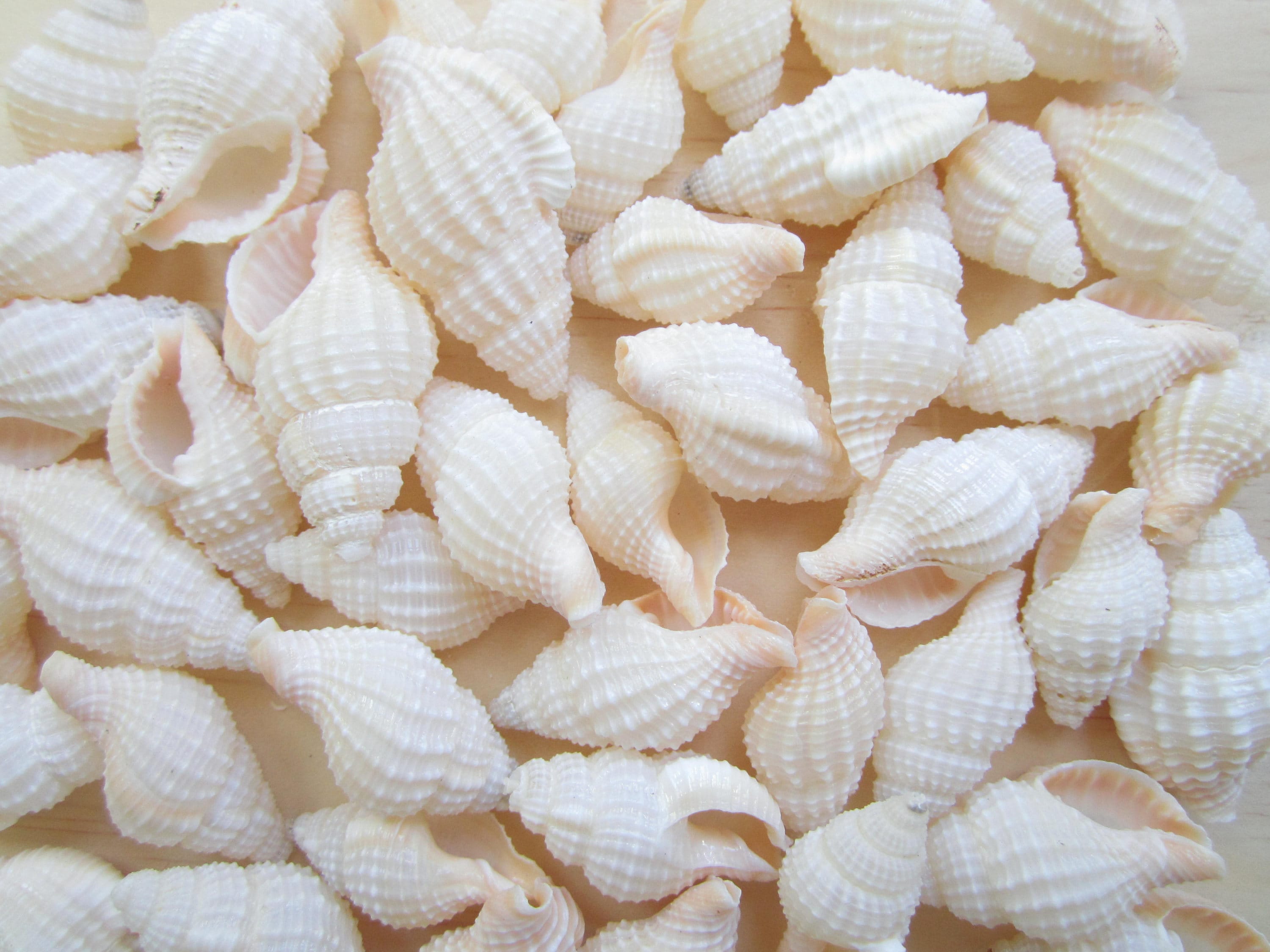 Tan Marginallas-white Sea Shells-craft Seashells-small - Etsy