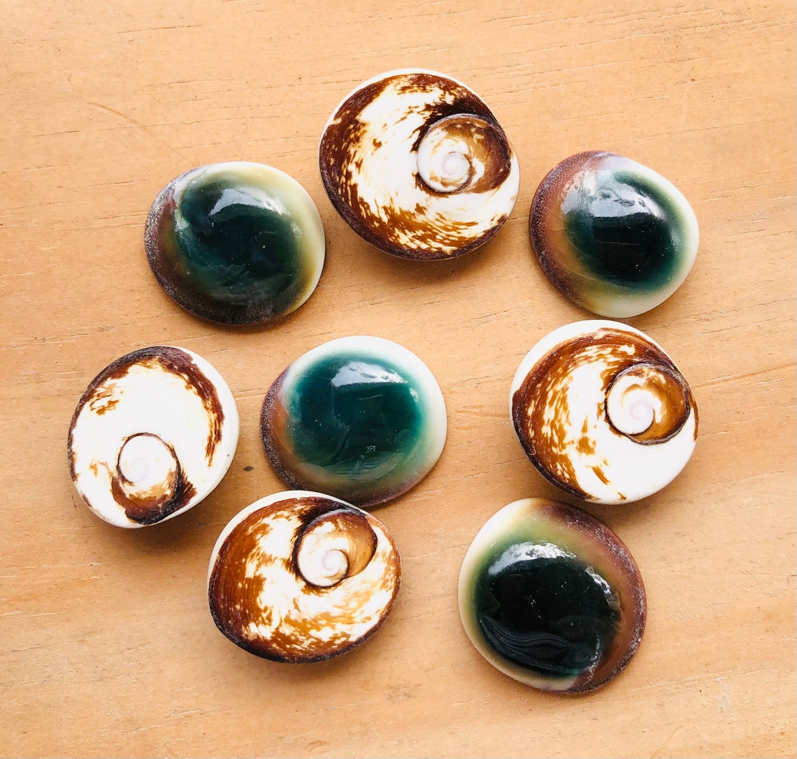 Green Shiva Cat Eye Seashells: Crafting & Decor Supplies - Etsy