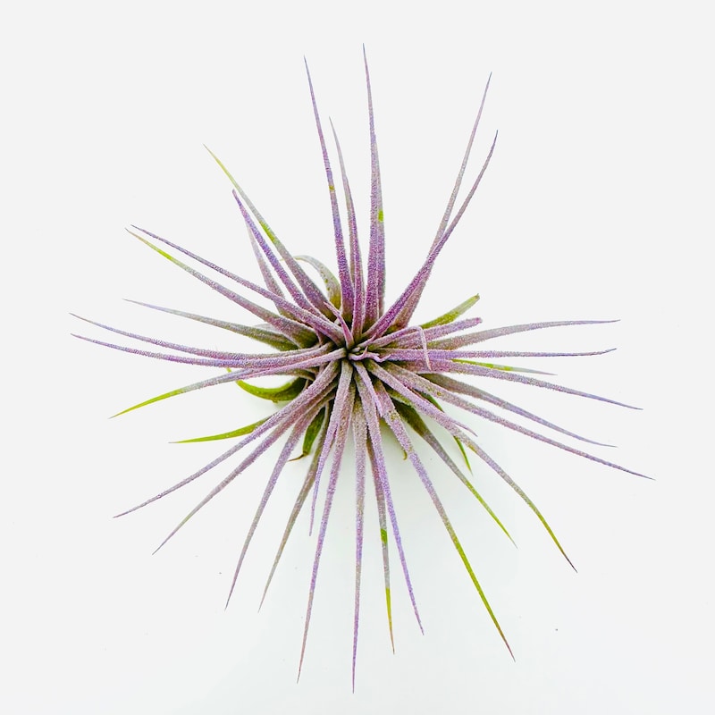 Color Enhanced Air Plants - Etsy