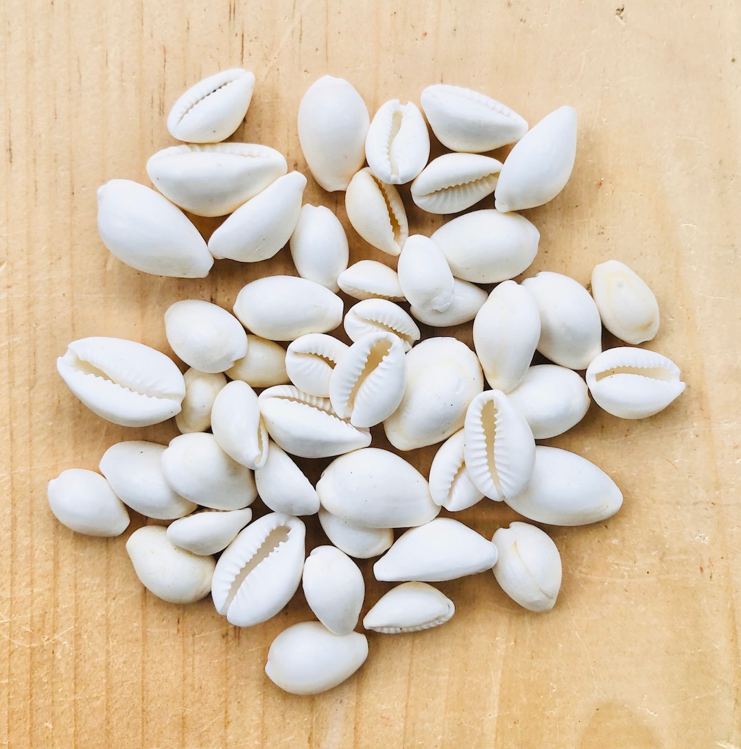 Cypraea Annulus White Cowry Shells Cowrie Sea Shells Crafting Shells ...