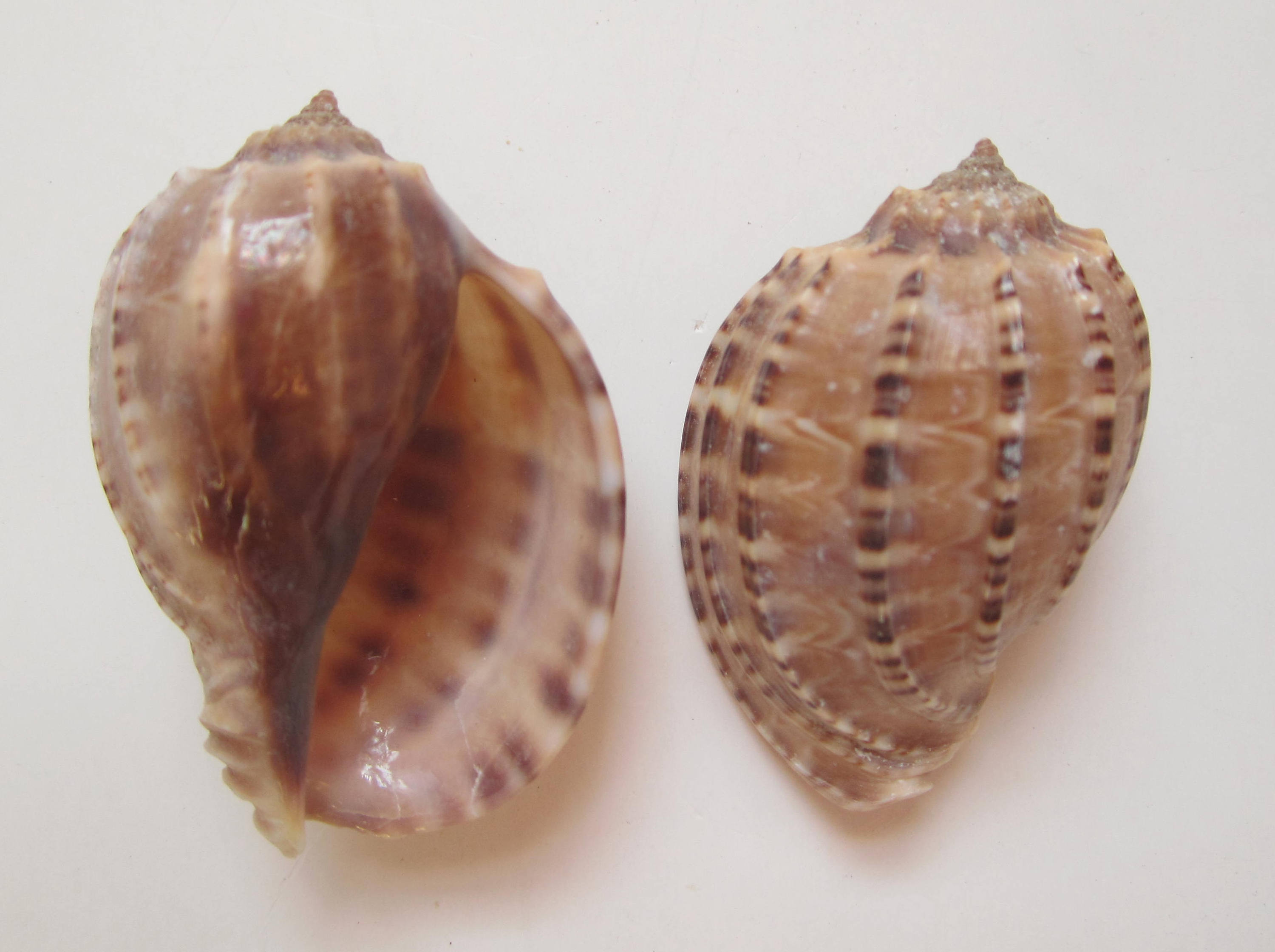 Harpa Major Shells-Sea Shell Bulk-Harpa Shells-Beach Wedding | Etsy