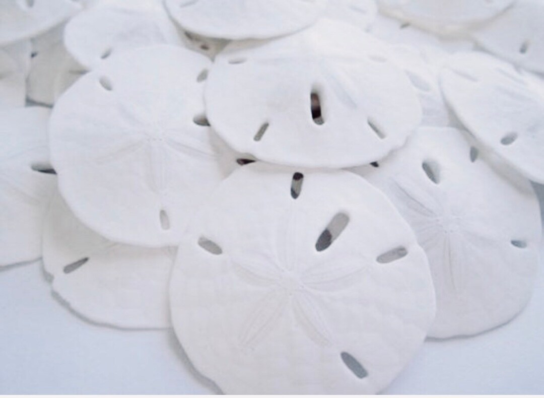 Sand Dollars-size 3/4-1sand Dollar Bulk-seashell - Etsy