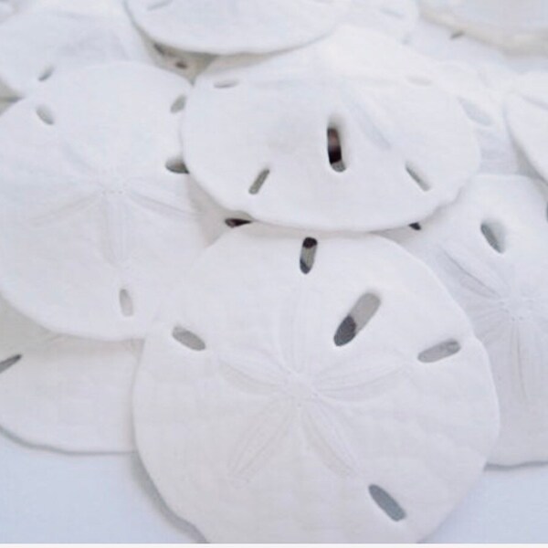 Sand Dollar Seashell - Etsy