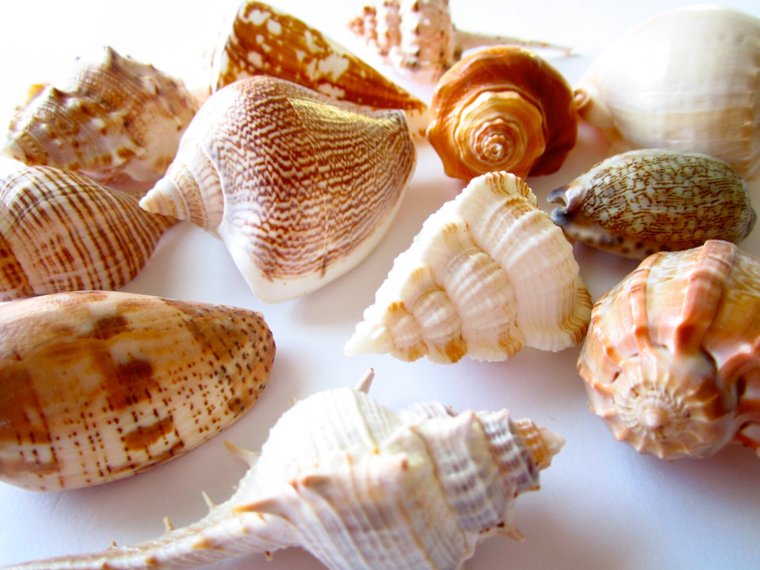 Craft Supplies & Tools Sculpting & Forming Sea Shells from the Atlantic ...