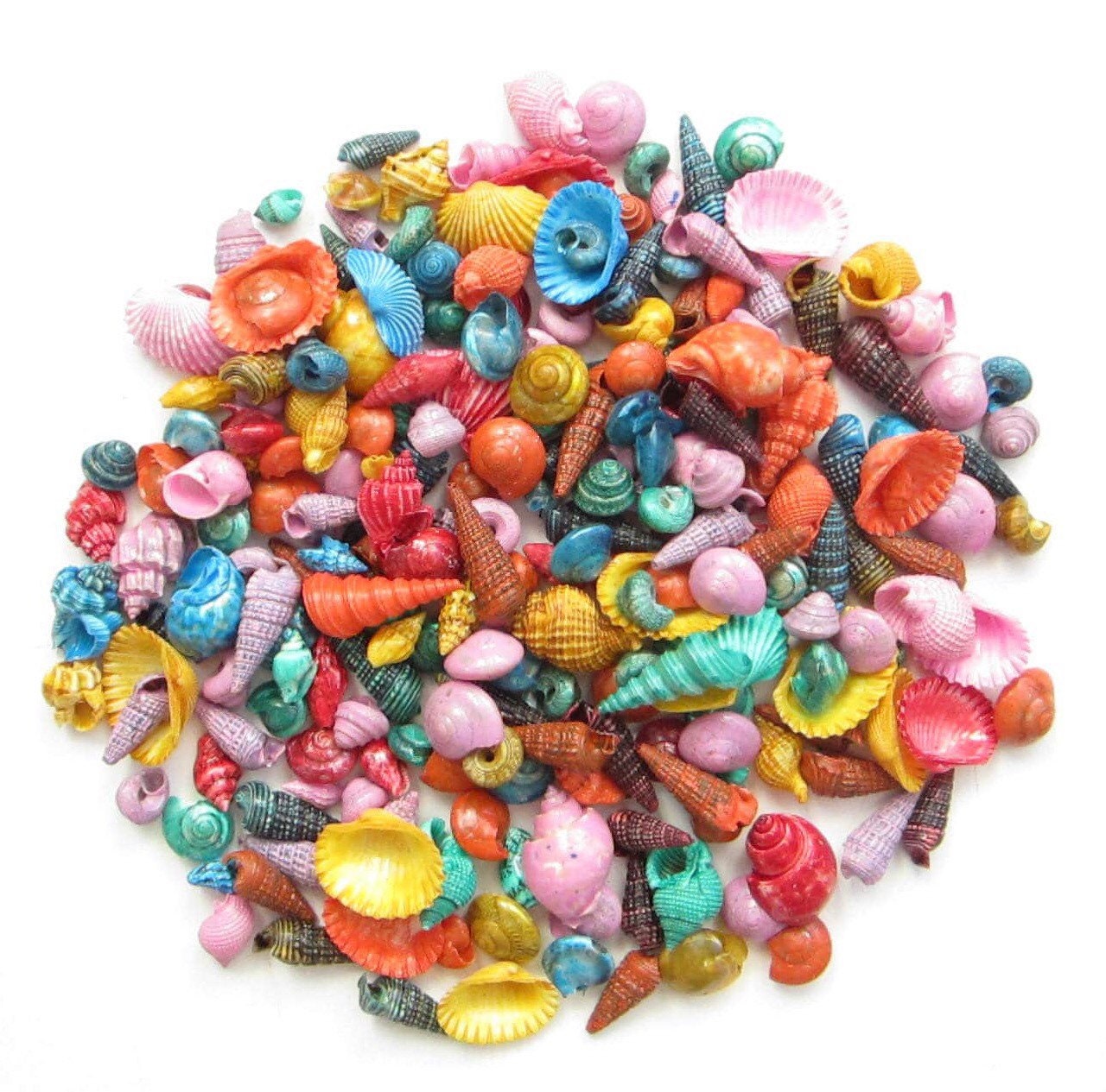 Dyed Seashell Mix: Colorful Craft Shells for Terrariums (1/2-1") - Etsy