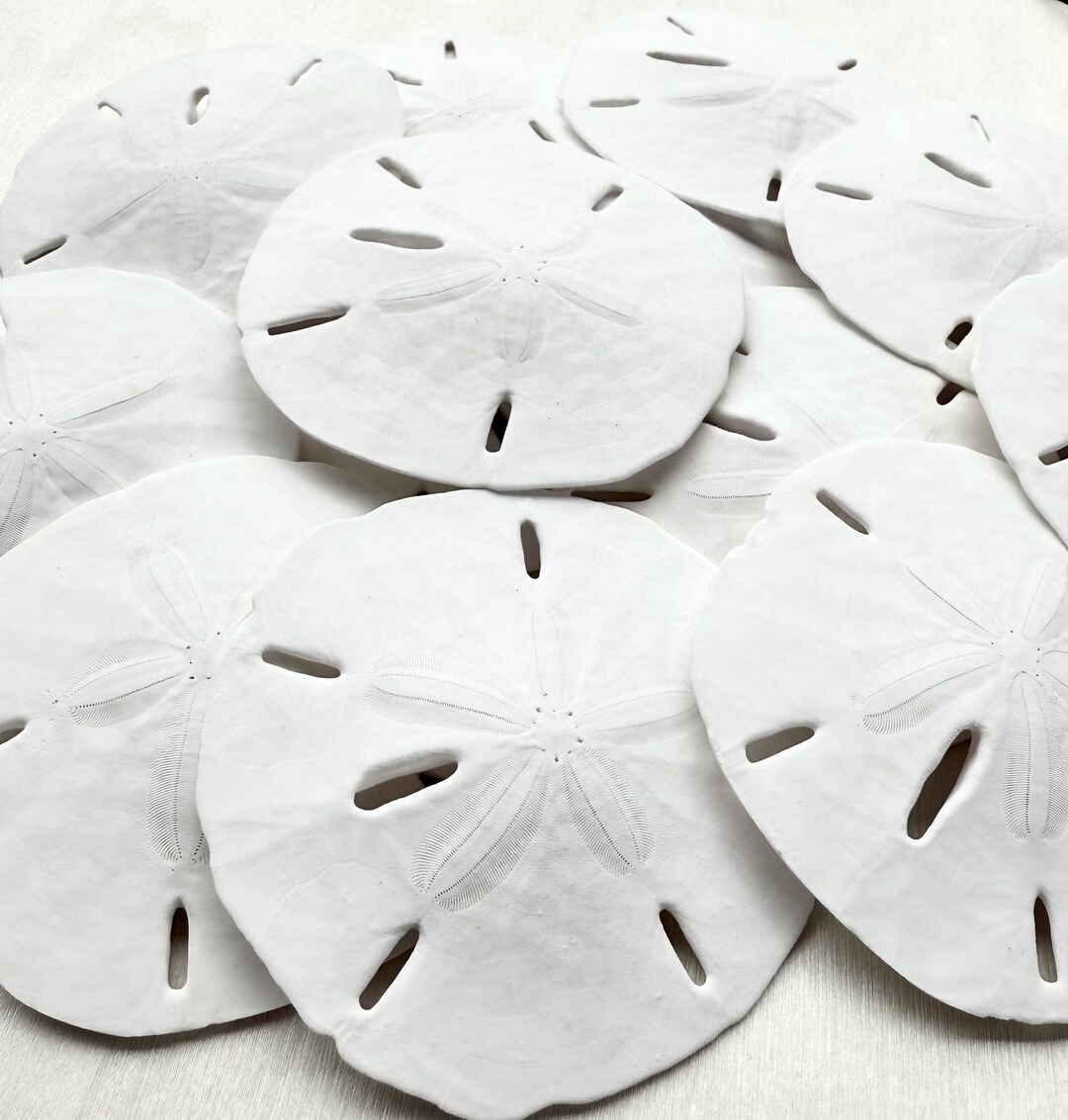 Natural White Sand Dollars - Beach Decor - Coastal Crafts - Set of 5 - Etsy