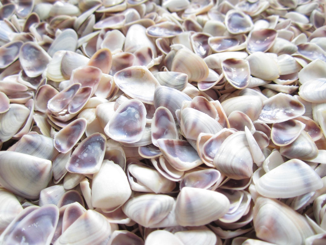 Blue/white Coquina Seashells-small Sea Shell Supplies-shell Vase ...