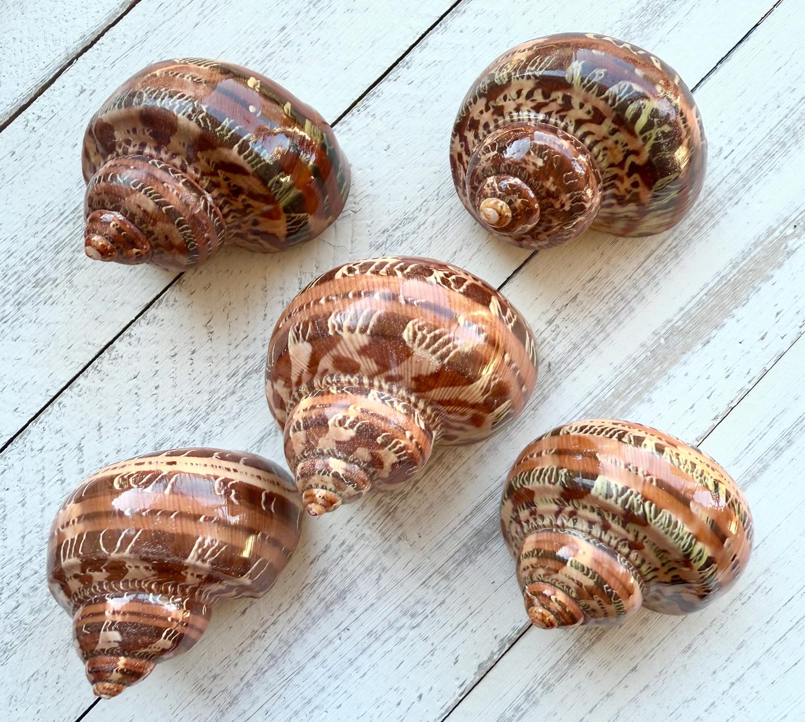 Tapestry Turbo Shells: Petholatus Seashells for Beach Wedding Decor - Etsy