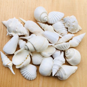 White Shells Mix Wedding Sea Shells Beach Wedding Decor Beach Home ...