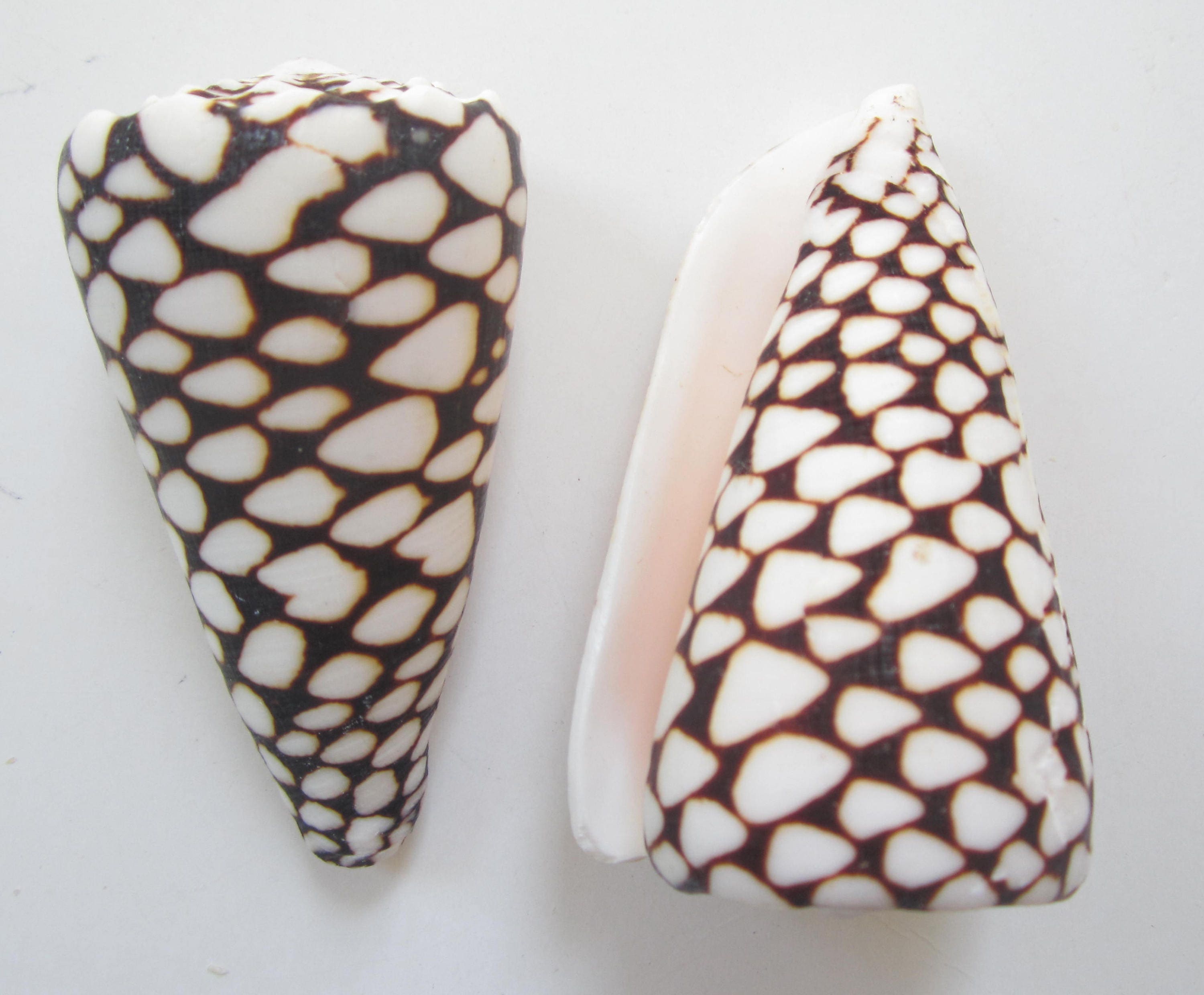Marble Cone Shell-conus Marmoreus-sea Shells for - Etsy